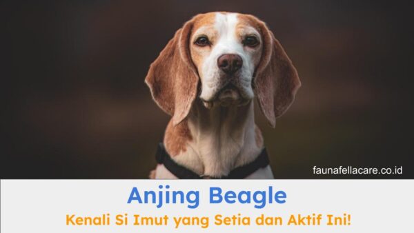 Anjing Beagle: Kenali Si Imut yang Setia dan Aktif Ini!